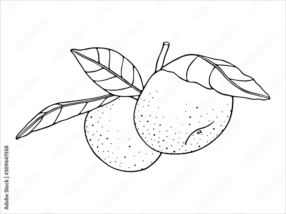 Two Oranges Clipart Black And White
