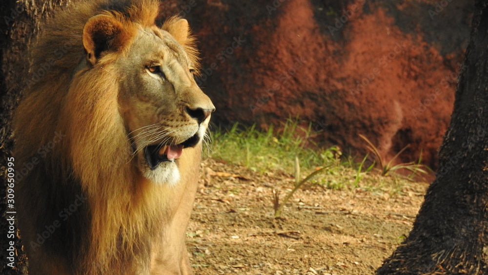 "Regal-looking lion standing on a small hill. The majestic family ...