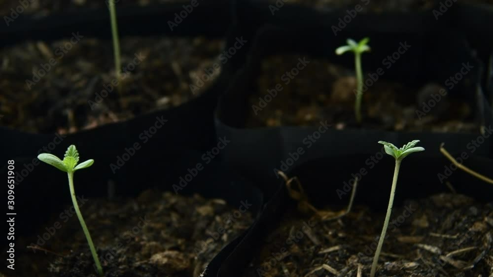 Male hand holding hand plantation seed. Professional growing of ...
