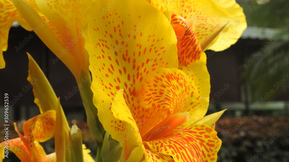 FLORENCE VAUGHAN also known as Heirloom Canna lily flowers , Yellow ...