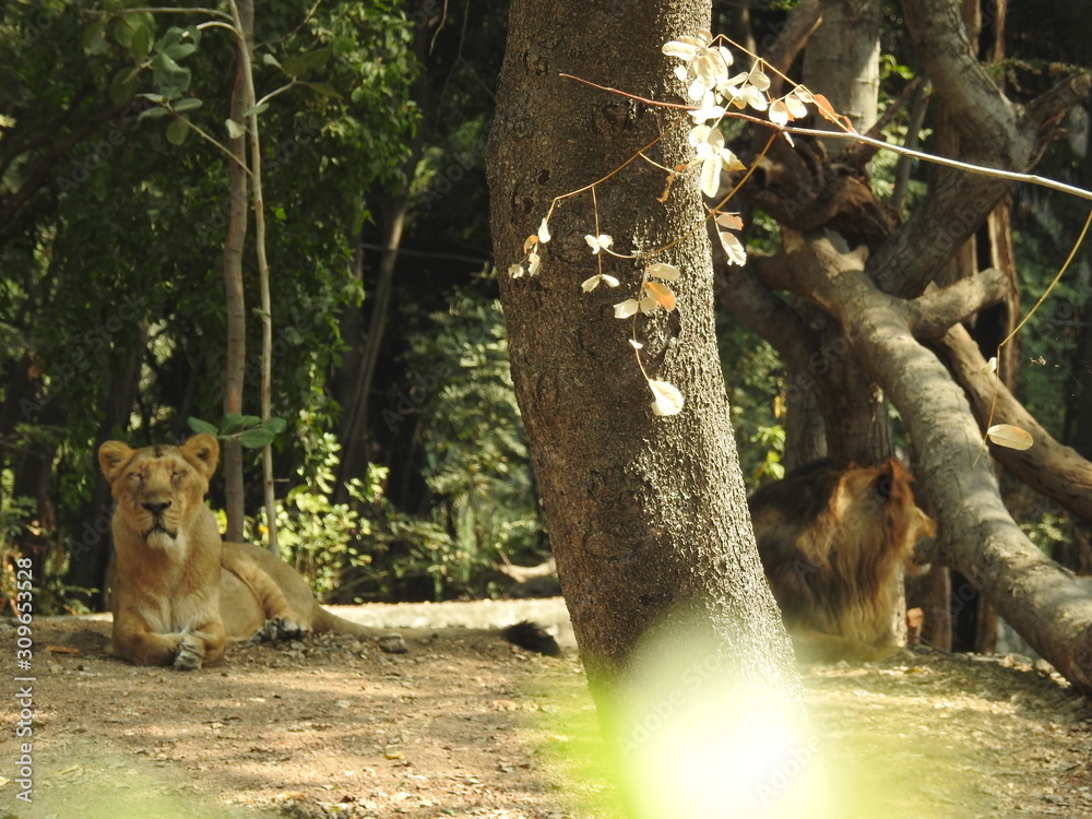 Jungle king lion closeup look, in detailed view of face eyes in ...