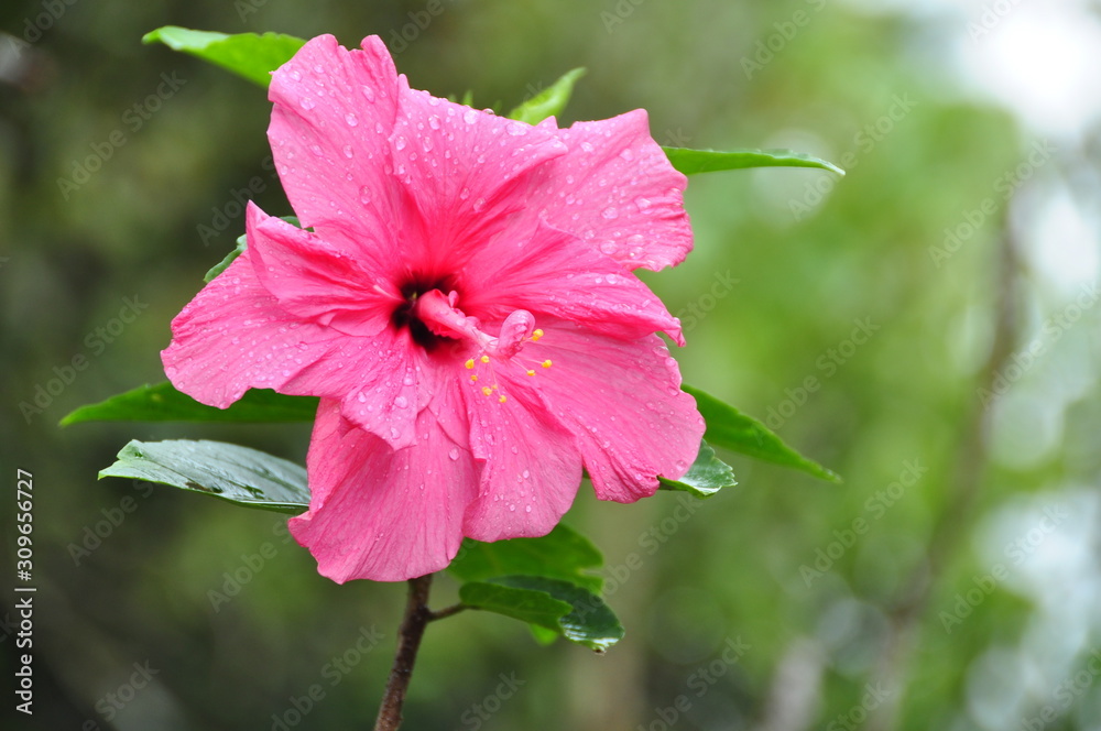 Pink Rainforest Flowers