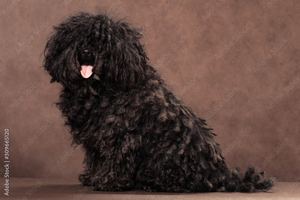 Black Puli Dog