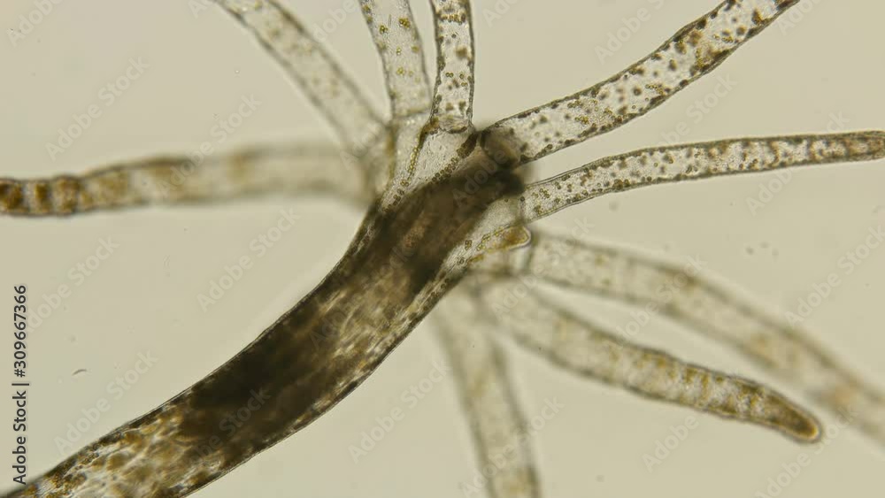 sea Hydra under the microscope, a genus of a marine inactive intestinal ...