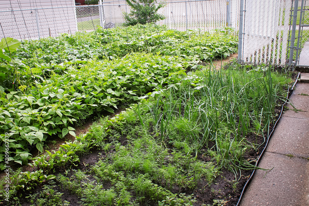 Vegetable Garden Rows