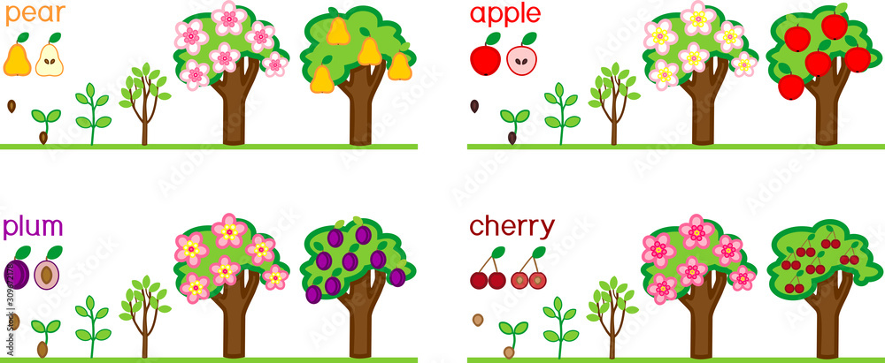 Set with life cycles of different garden fruit trees (apple, pear, plum ...