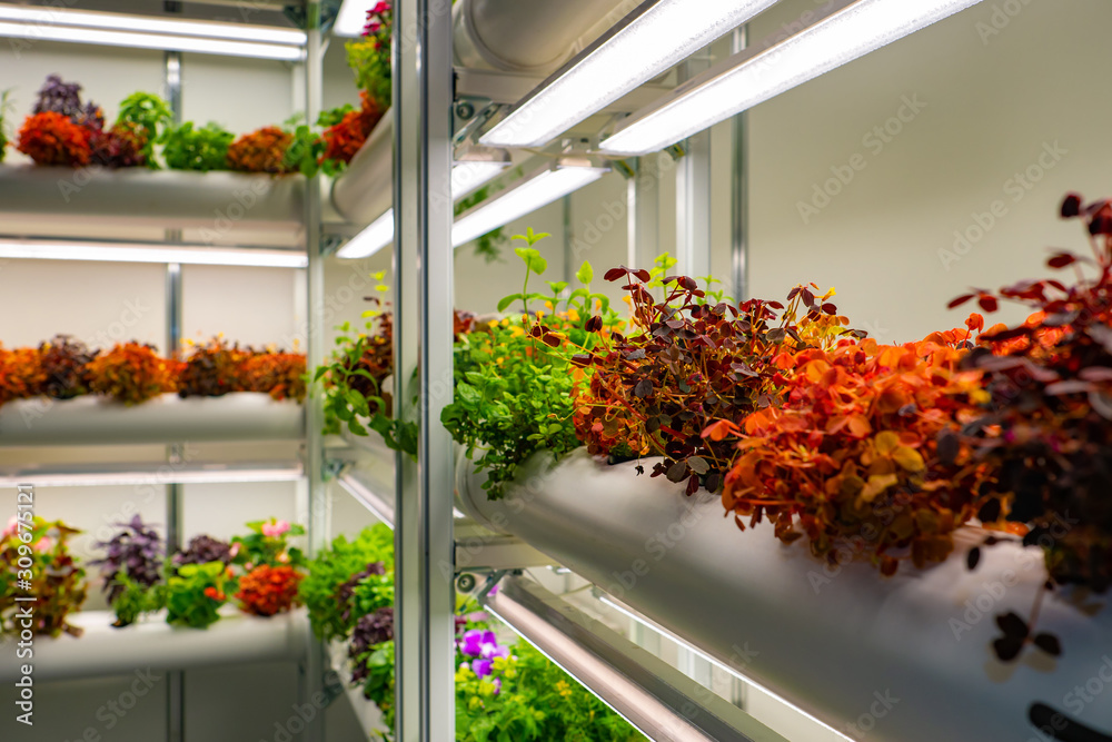 Plant growing. Flowers grow in artificial light. Laboratory of Plant ...