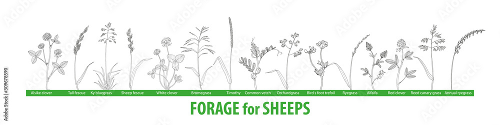 Big set forage plants for sheeps. Hand drawing. Brome, alfalfa ...