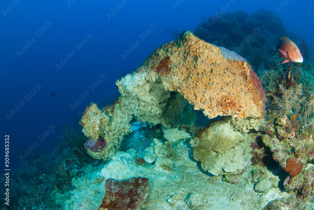 This very sad sight is a centuries old barrel sponge collapsing due to ...