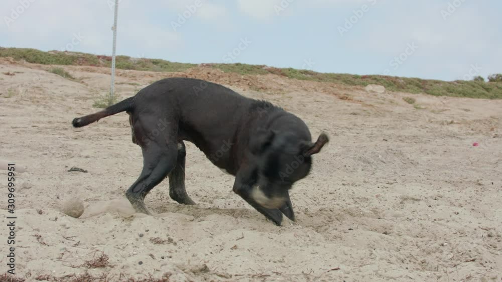 Funny moment of a dog digging for a ball in the sand and falling Stock ...