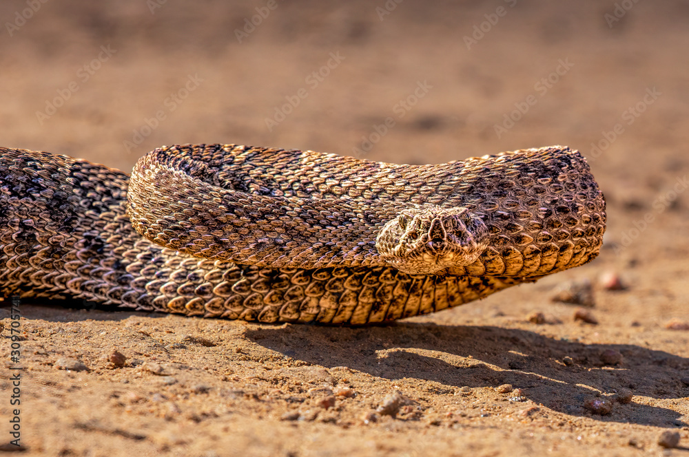 western rattlesnake, rattlesnake, snake, serpent, viper, coil, rattler ...