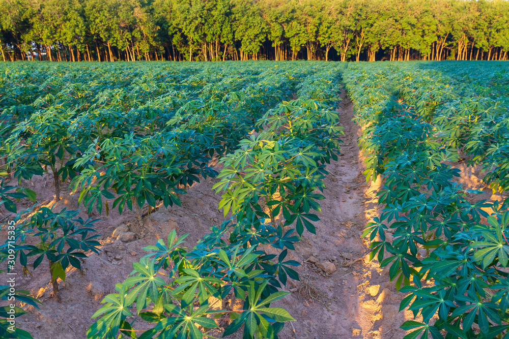 Tapioca fields on natural background. Grow cassava. Season of planting ...