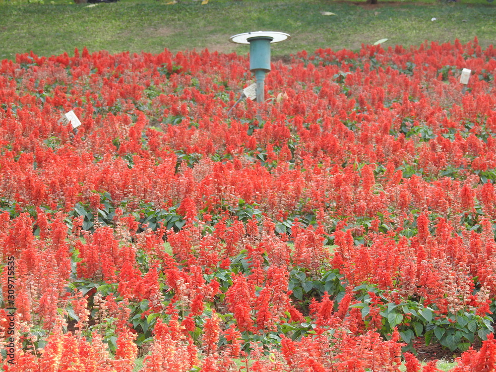 Phanera purpurea, Bauhinia purpurea flower. Stock Photo | Adobe Stock