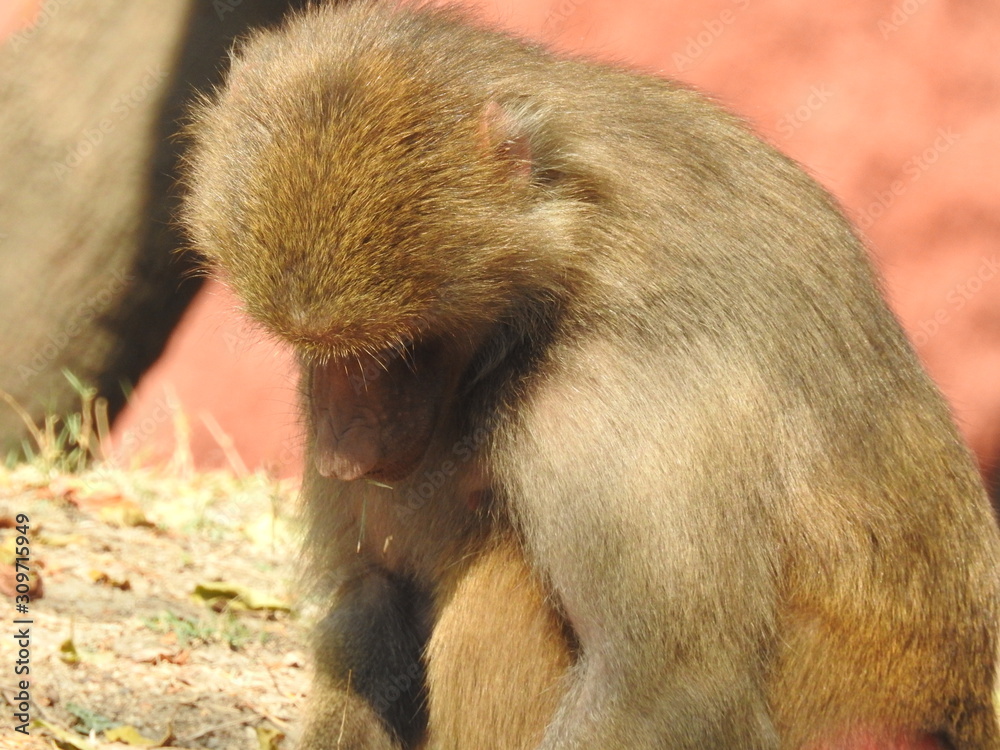 Closeup of a monkey’s face with shadows of bars across his golden fur ...