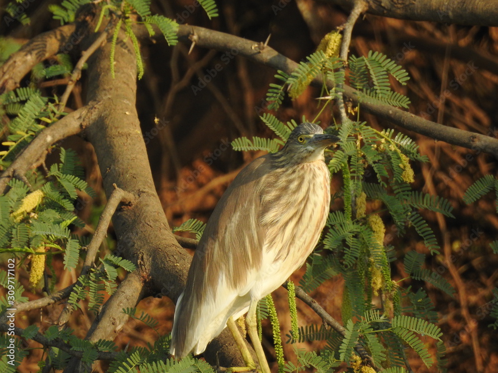 American Bittern, Wood thrush. wading bird in the heron family. Stock ...