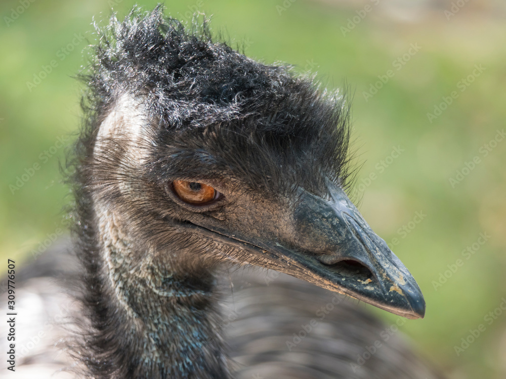 Close up profile portrait, head shot of Australian Emu,Dromaius ...
