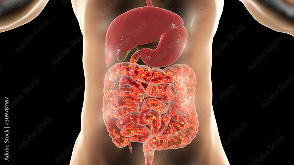 Intestinal microbiome, microflora of human small and large intestine ...