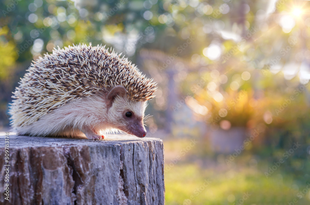 Beautiful hedgehog, Dwraf hedgehog on stump, Young hedgehog on timber ...