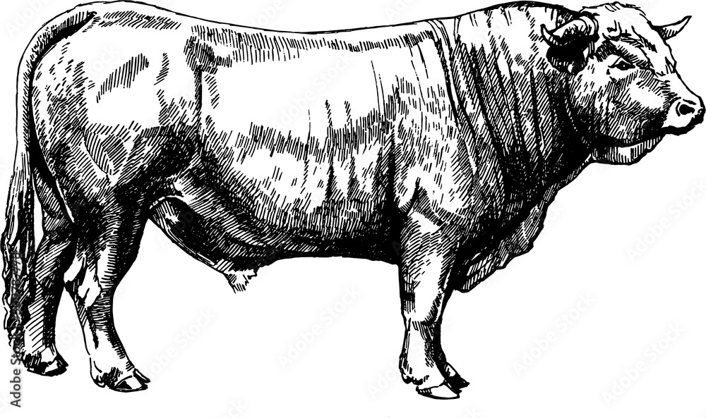 vector graphics illustration farm animals Obrak bull maker Stock Vector ...