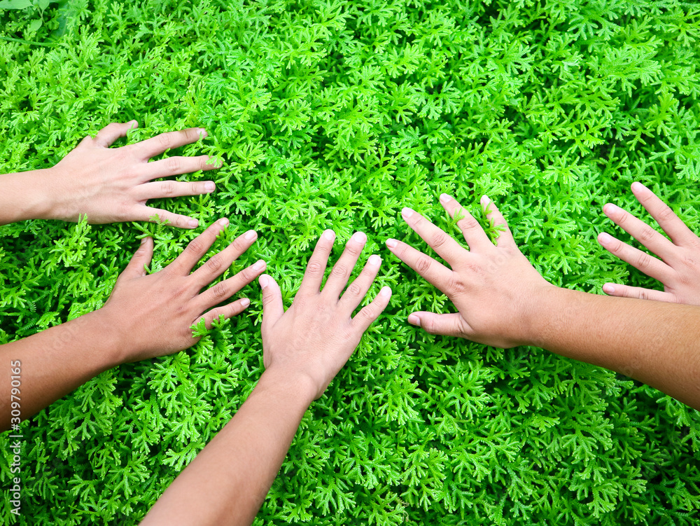The hands of the students put and touching green bush. concept sensory ...