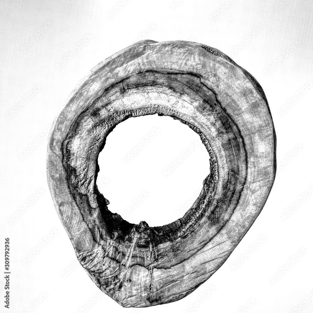 work of carpenter joiner disk slice round of apple wood tree grain ...