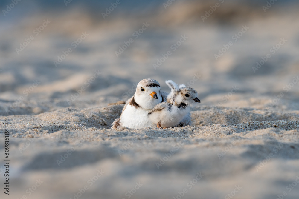 A hatchling Piping Plover stretching its wings next to its mother ...
