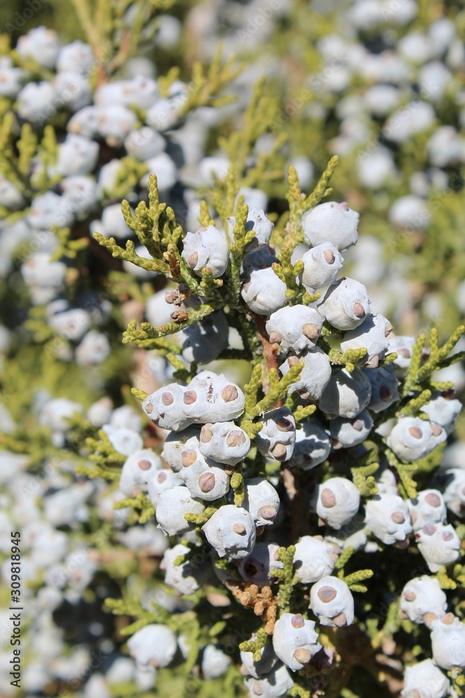 Native to the Southern Mojave Desert, the California Juniper, Juniperus ...