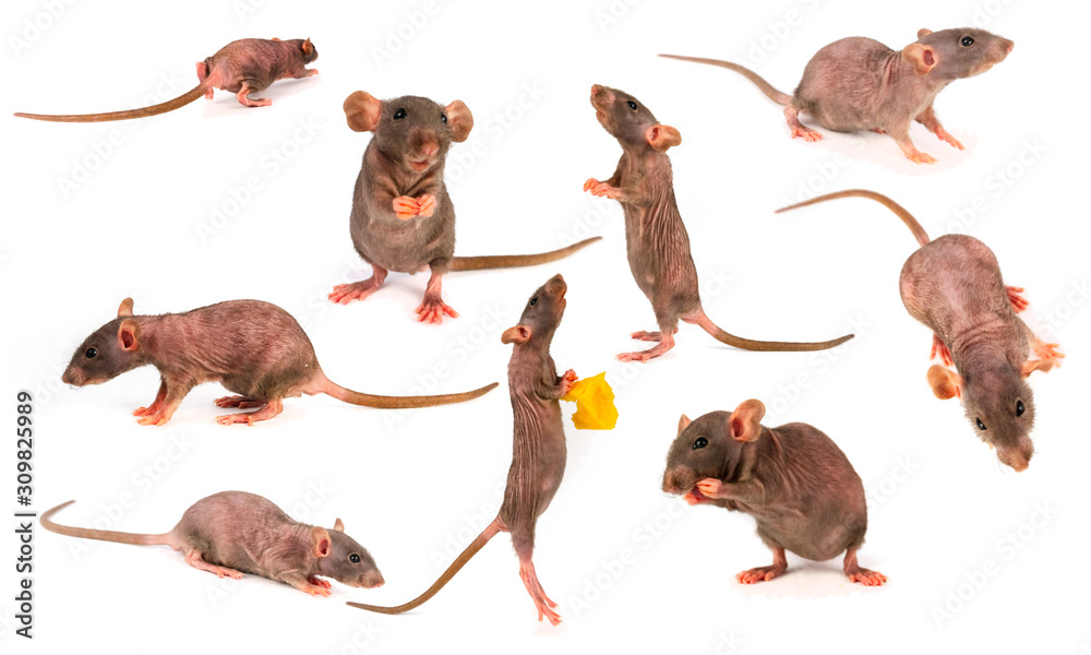 rat dumbo gray collection set isolated on white background Stock Photo ...