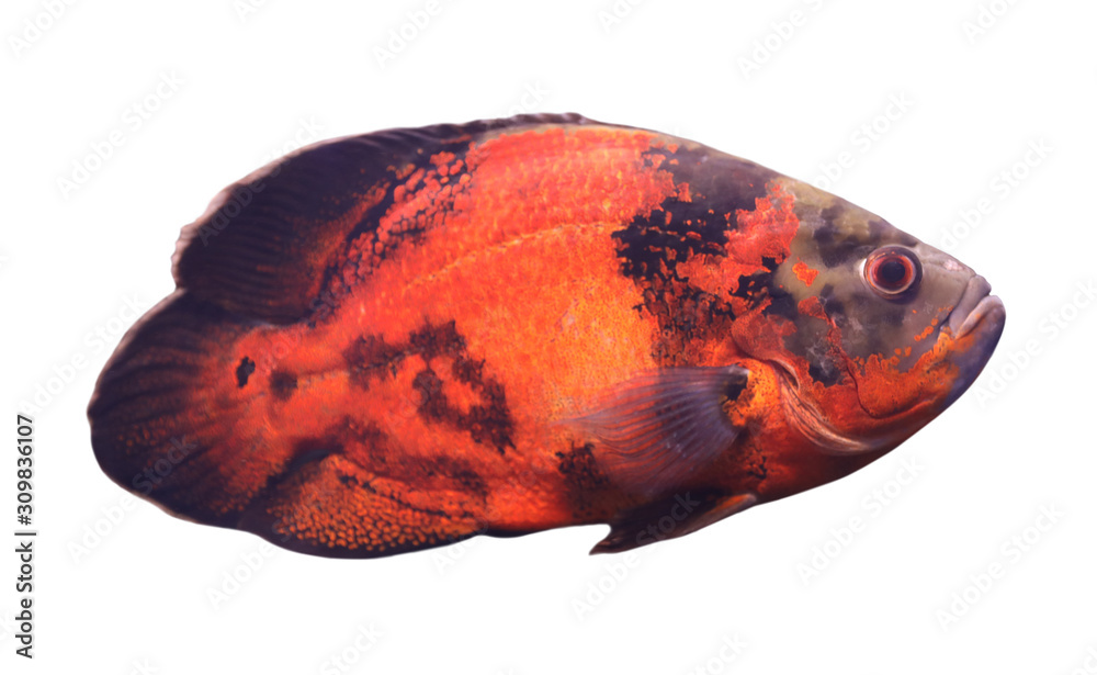 Beautiful bright oscar fish on white background Stock Photo | Adobe Stock