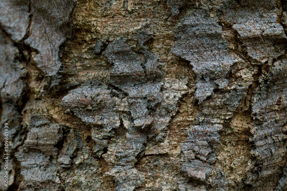 Relief texture of the brown bark of a tree with green moss and lichen ...