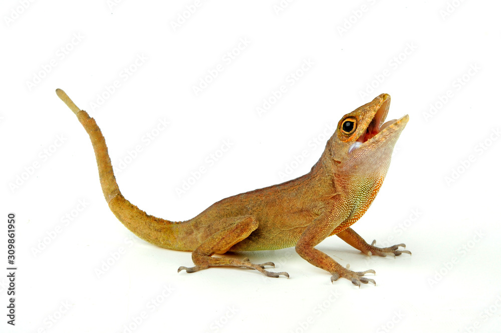 Anolis Cristatellus