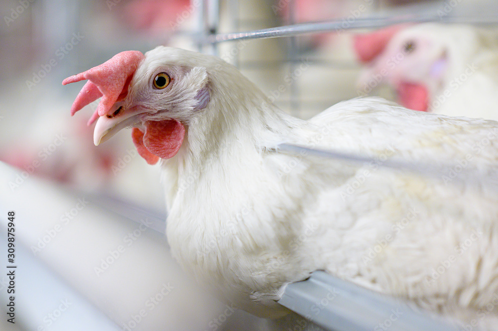 egg factory plant agriculture poultry chicken farm Stock Photo | Adobe ...