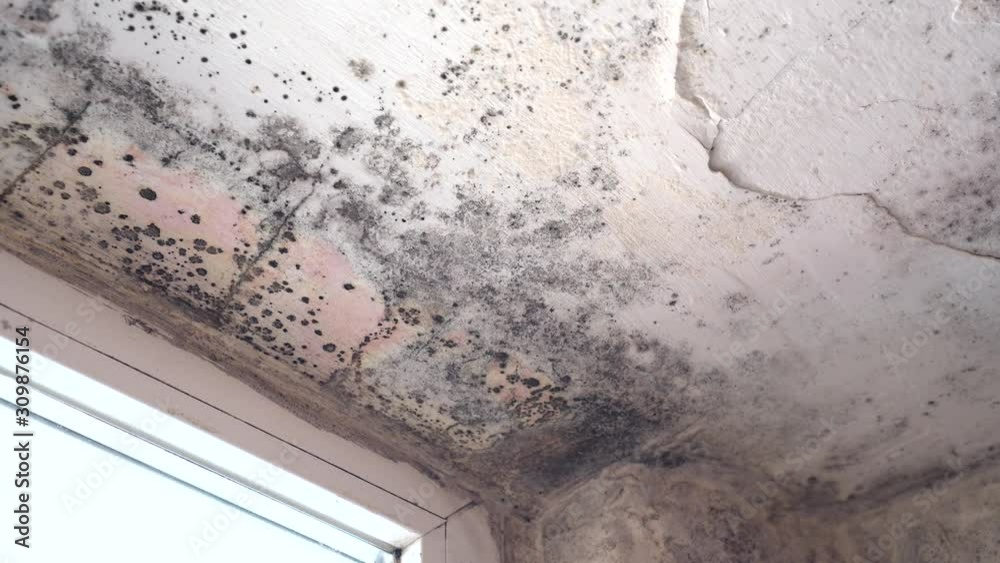 Stachybotrys chartarum also known as black mold or toxic black mold ...