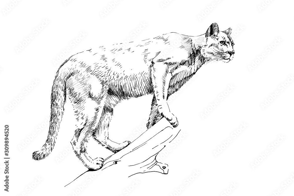 Hand drawn puma, sketch graphics monochrome illustration Stock ...