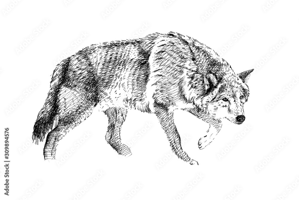 Hand drawn wolf, sketch graphics monochrome illustration Stock ...