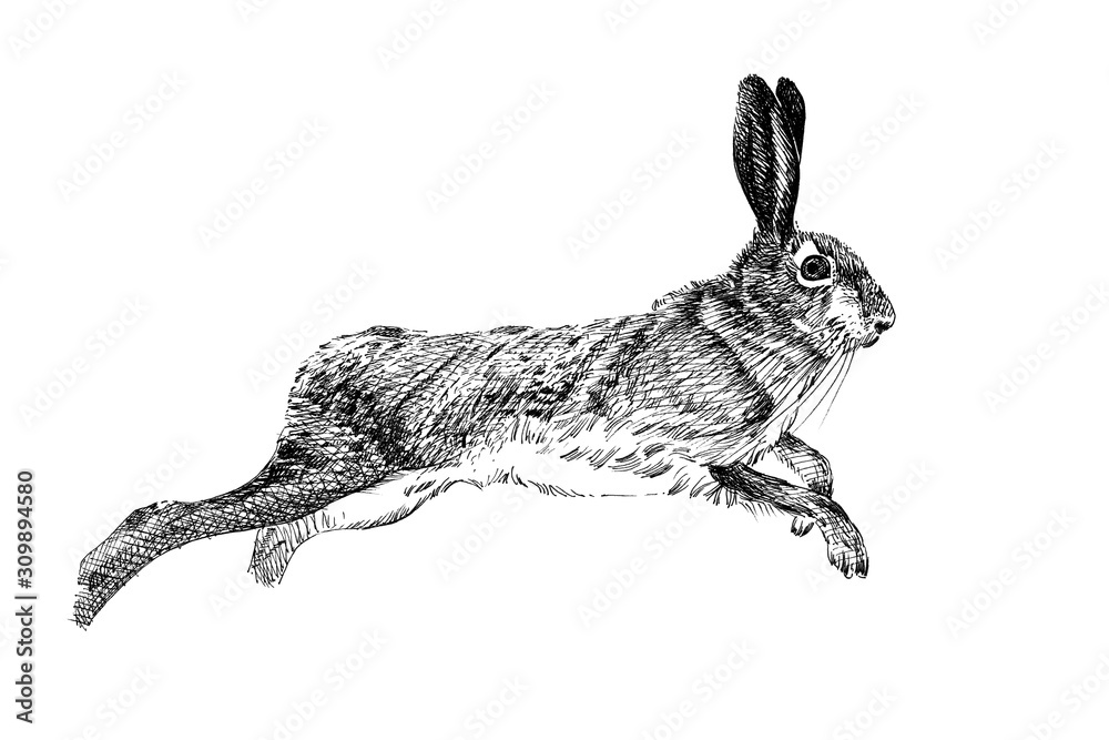 Hand drawn hare, sketch graphics monochrome illustration Stock ...
