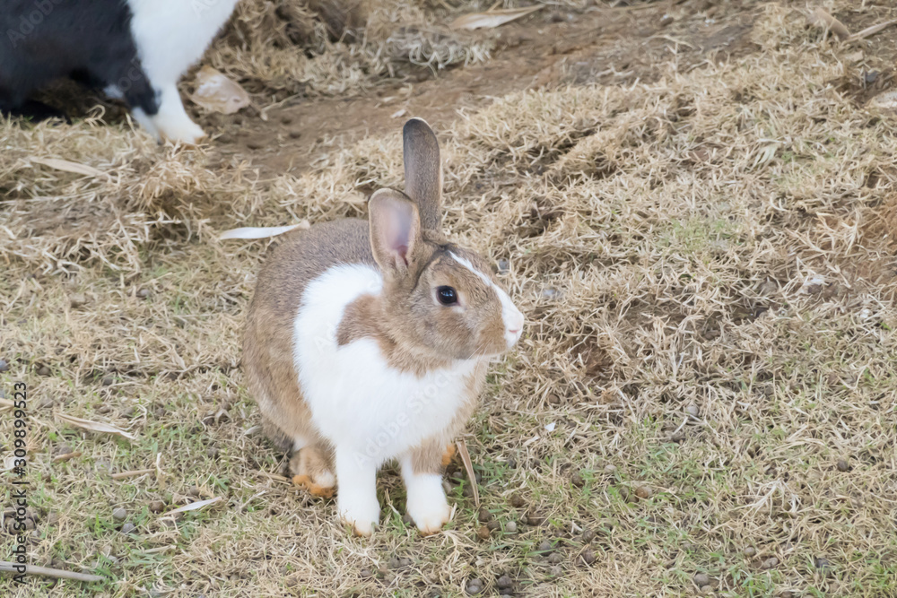 little bunny small young cute rabbit wildlife animals living at ...