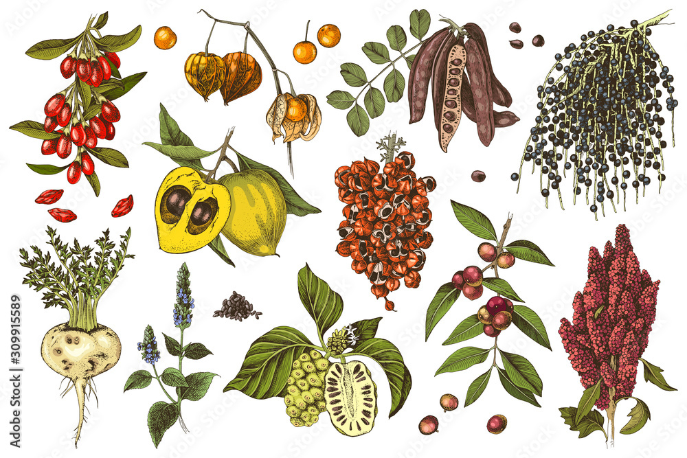 Hand drawn superfood plants Stock Vector | Adobe Stock