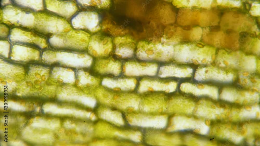 Chloroplast under a microscope. Chloroplasts in plant cells. Cell ...