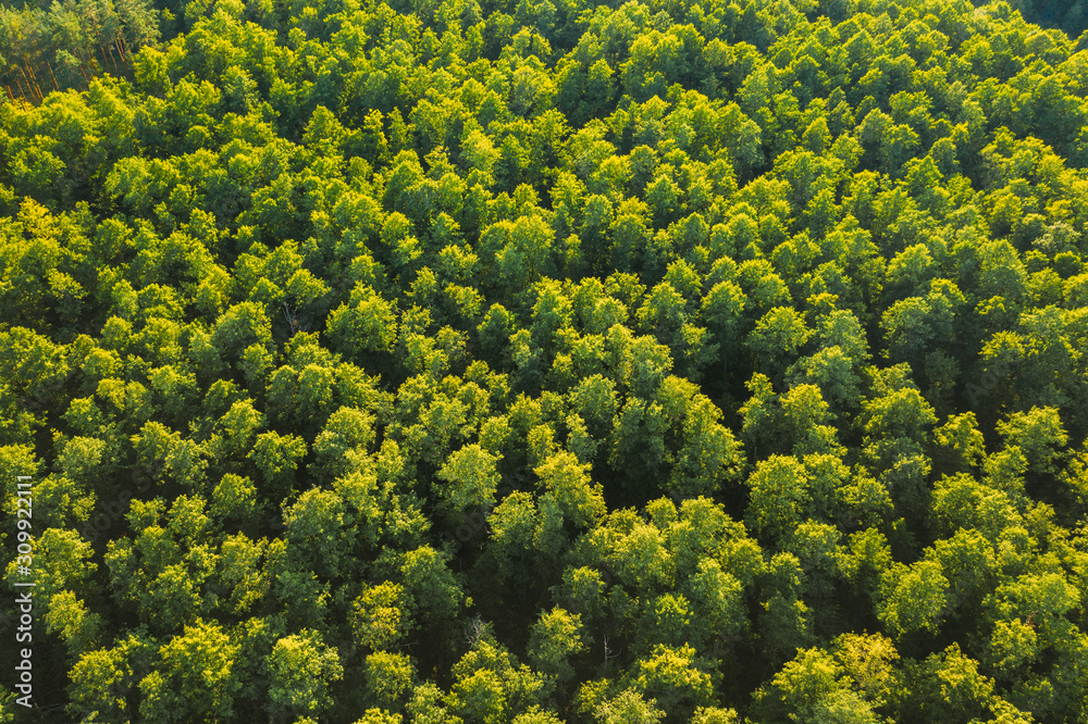 Aerial View Of Green Forest Landscape. Top View From High Attitude In ...