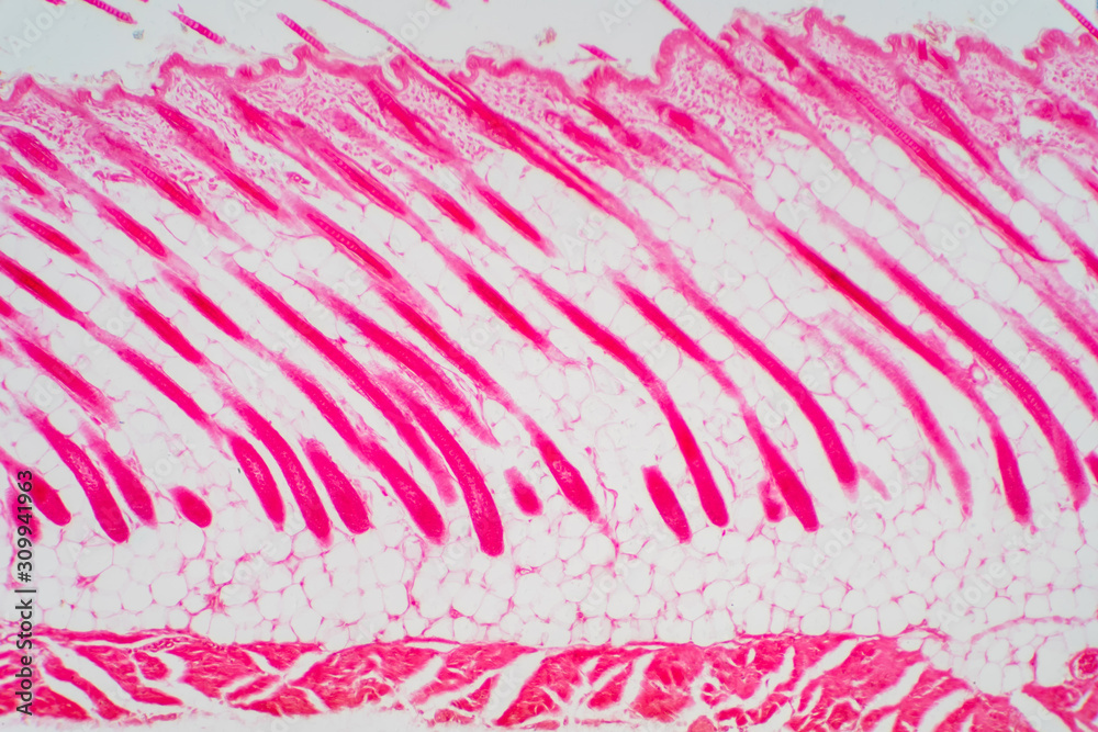 Cross section human skin head under microscope view for education ...