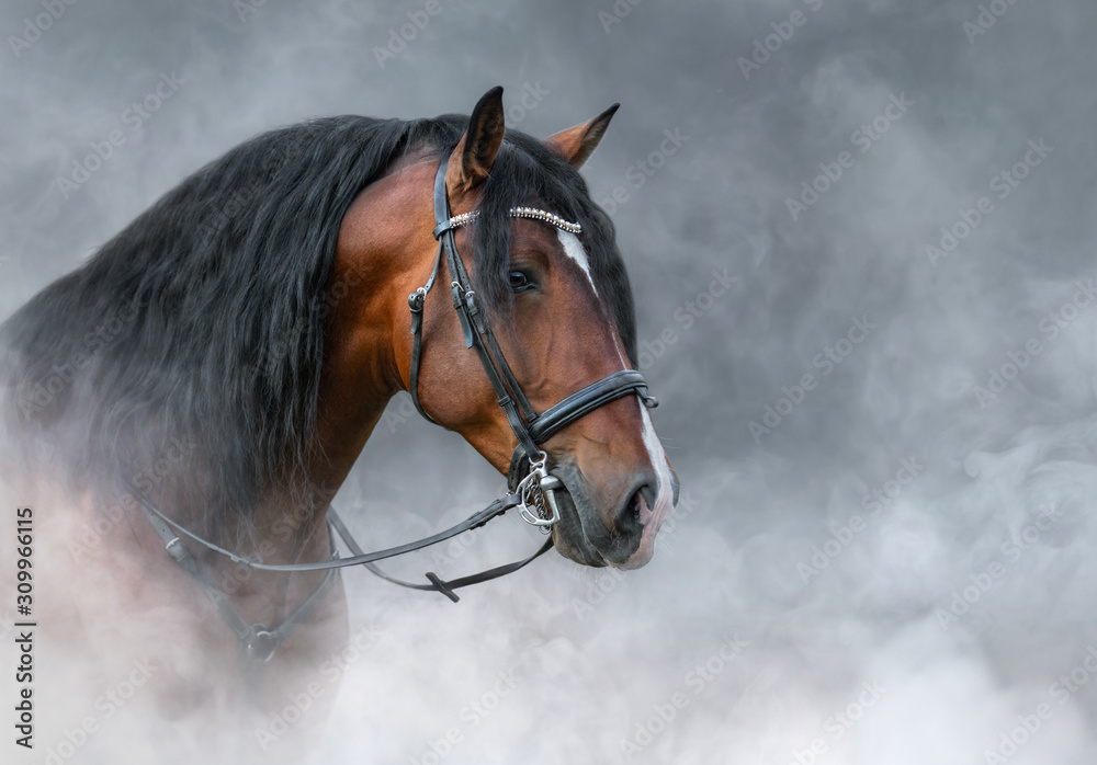 Light Bay Thoroughbred Stallion