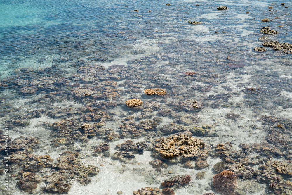 Live coral at low tide on Sampoerna, Sabah, Malaysia. Stock Photo ...