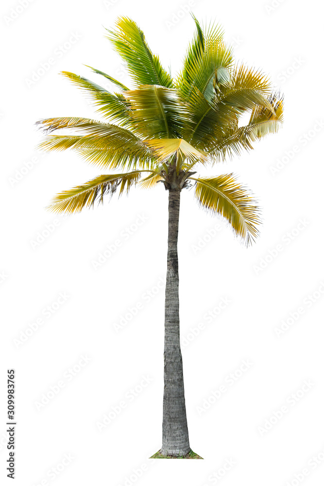 The beautiful of coconut tree and branches isolated on white background ...