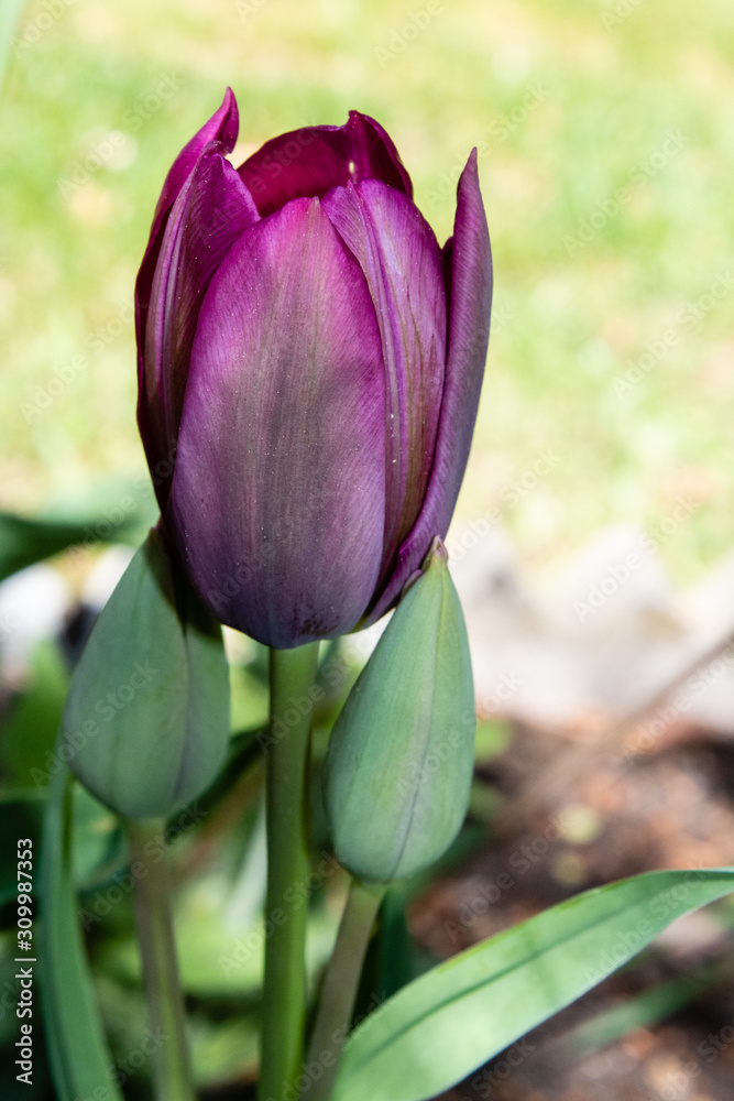 Foto de Tulpe mehrblütig (Tulipa). Pink, lilapurpur. Blüte geschlossen ...