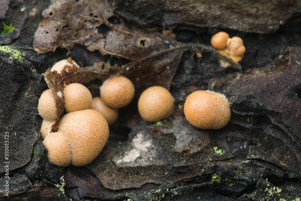 Lycogala epidendrum wolfs milk groenings slime myxomycete orange ...