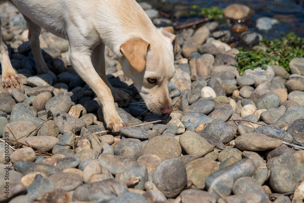 A Dog Smelling The Floor
