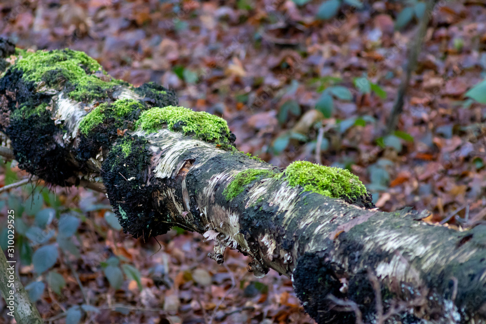 Old fallen tree with green moss in vibrant outdoor adventure colors shows natural decay and tree ...