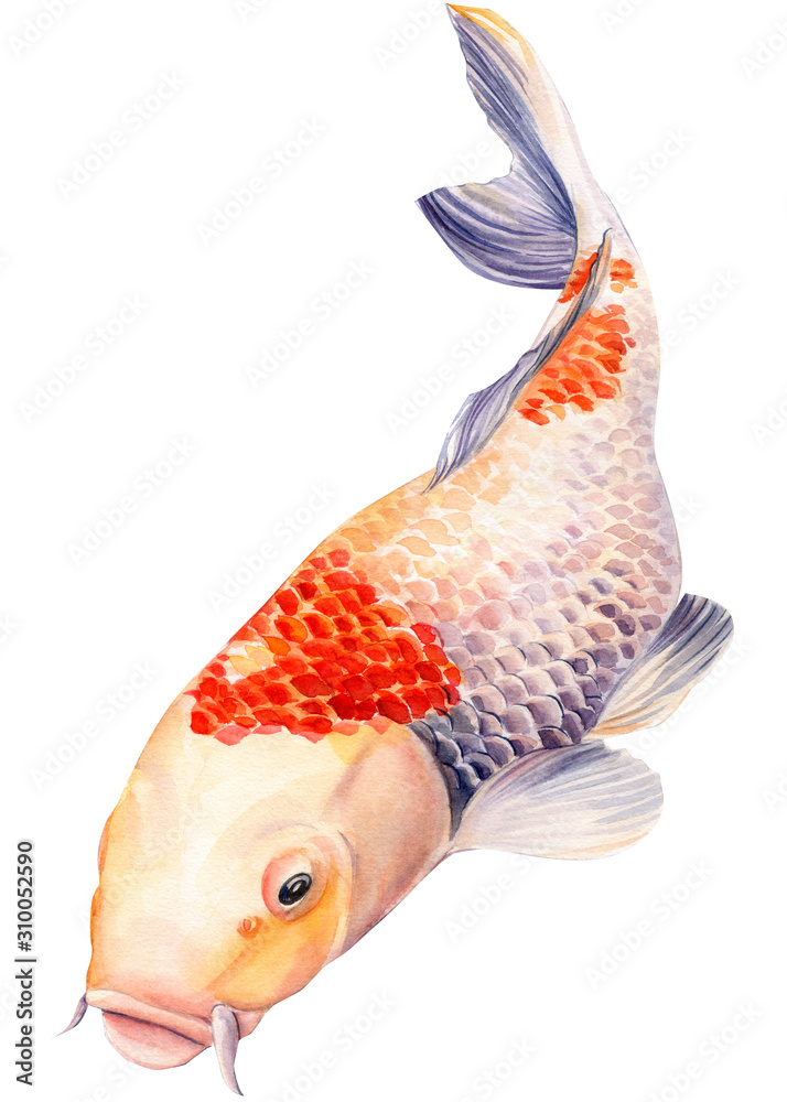 Pisces Koi Fish