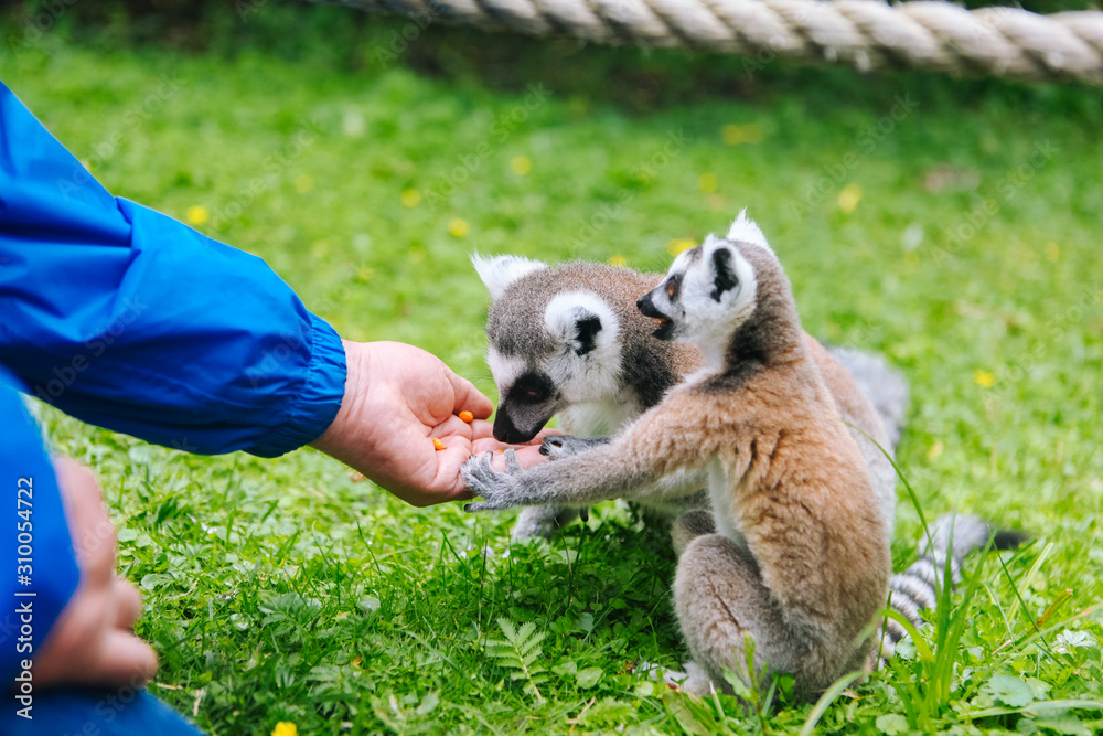 Ring-tailed Lemur eating out of a persons hand. A people is feeding the ...